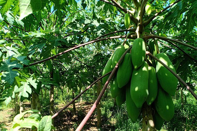 Silk Island Cycling Adventure & lunch with locals - Authenticity and Learning—The Heart of the Tour