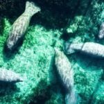 Silver Springs: Clear Kayak Manatee Season Tour - Who Will Love This Tour?