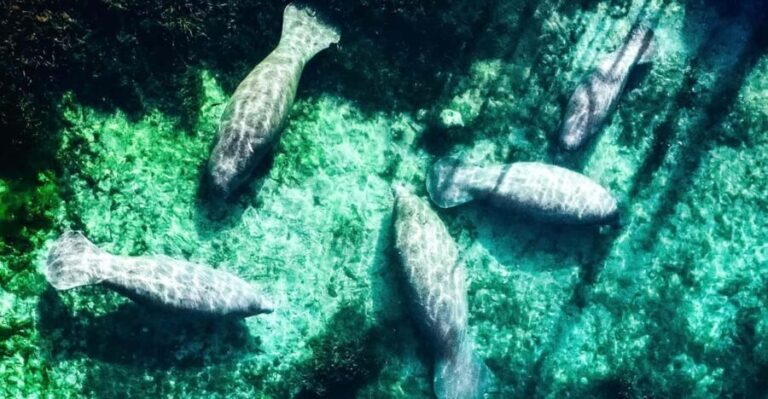 Silver Springs: Clear Kayak Manatee Season Tour - Who Will Love This Tour?