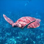 Similan Islands Snorkeling Tour From Khao Lak - The Itinerary Breakdown: The Heart of the Experience