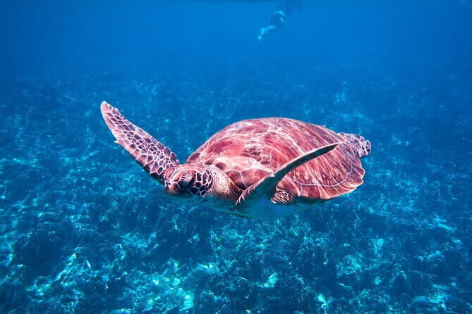 Similan Islands Snorkeling Tour From Khao Lak - The Itinerary Breakdown: The Heart of the Experience