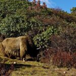 Singalila Ridge Trek, Darjeeling - Why This Trek Offers Great Value