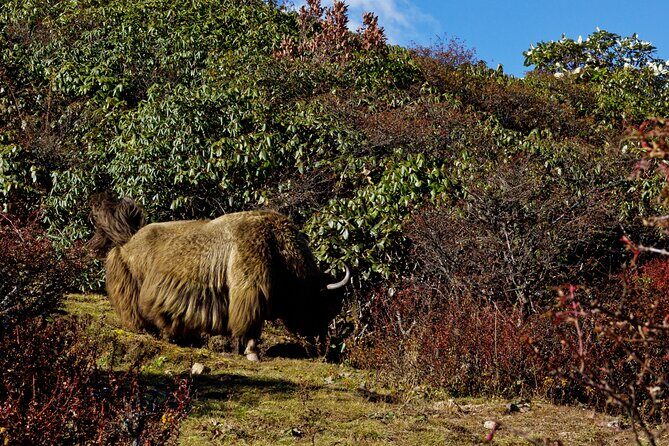 Singalila Ridge Trek, Darjeeling - Why This Trek Offers Great Value