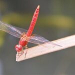 Singapore - bike adventure beyond the concrete jungle - FAQs