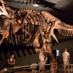Singapore: Omni Theatre IMAX Show Admission Ticket - Why You Should Consider Visiting
