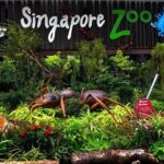 Singapore Zoo & River Wonder Day Ticket & Transfer - Who Is This Tour Best For?