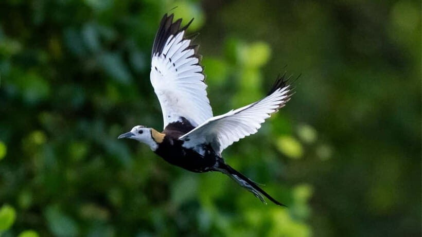 Sinharaja Rain forest Birdwatching Tour (Pickup Includes) - The Itinerary: What to Expect