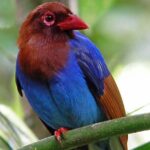 Sinharaja Rain Forest Tour from Tangalle - Authentic Encounters and Practicalities