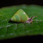 Sinharaja Rainforest Day Tour By Rainforest Expedition - Authentic Encounters in Sri Lanka’s Wilderness