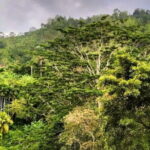 Sinharaja Rainforest Private Day Tour from Galle - The Itinerary: Breaking Down the Day