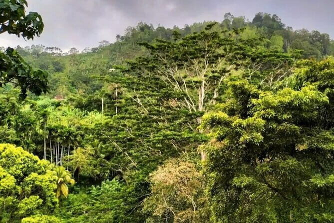 Sinharaja Rainforest Private Day Tour from Galle - The Itinerary: Breaking Down the Day