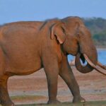 sinharaja udawalawa two days Tour - A Deep Dive into the Tour Itinerary