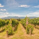 Sip and Savor: Private Yarra Valley Wine Tour from Melbourne - A Closer Look at the Itinerary