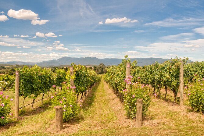 Sip and Savor: Private Yarra Valley Wine Tour from Melbourne - A Closer Look at the Itinerary
