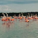 Sisal & Mangroves Kayak Tour from Merida - The Itinerary: A Step-by-Step Breakdown