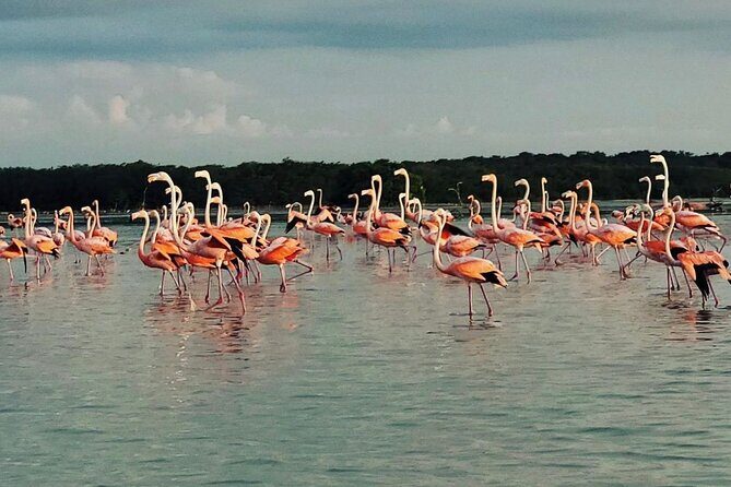Sisal & Mangroves Kayak Tour from Merida - The Itinerary: A Step-by-Step Breakdown
