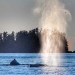 Sitka: Premiere Whale Watching and Wildlife Tour - Analyzing Value and Practical Considerations