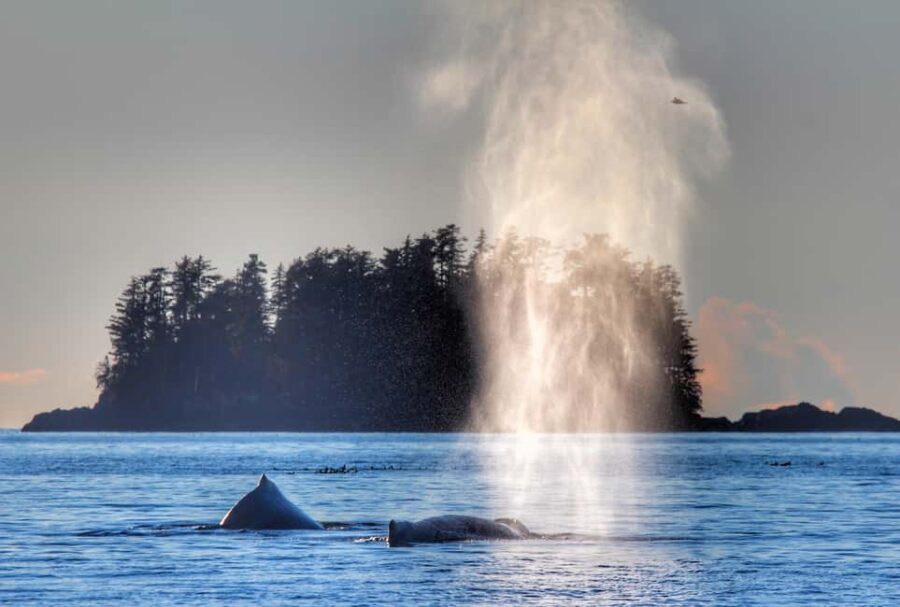 Sitka: Premiere Whale Watching and Wildlife Tour - Analyzing Value and Practical Considerations