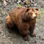 Sitka Scenic Private Tour - Transportation and Comfort