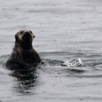 Sitka Sound Marine Wildlife Tour - What Travelers Say
