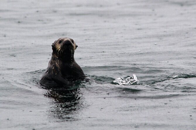 Sitka Sound Marine Wildlife Tour - What Travelers Say