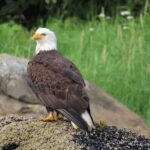 Sitka Whale Watch and Sea Otter Quest - Comfort and Logistics