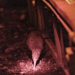 Skip the Line: Franz Josef Wildlife Center Ticket with Optional Backstage Pass - Who Will Enjoy This Tour?