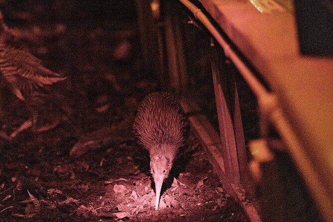 Skip the Line: Franz Josef Wildlife Center Ticket with Optional Backstage Pass - Who Will Enjoy This Tour?
