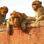 Skip The Line: Taj Mahal Sunrise Tour from - Delhi (All-Inclusive) - The Itinerary: How the Day Unfolds