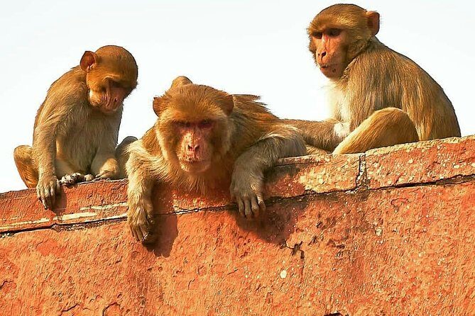 Skip The Line: Taj Mahal Sunrise Tour from - Delhi (All-Inclusive) - The Itinerary: How the Day Unfolds