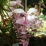 Skip the Line: Vallarta Botanical Garden Admission Ticket - Who Will Love This Experience?