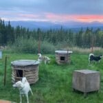 Sluice Box Kennel Experience - Pricing and Value