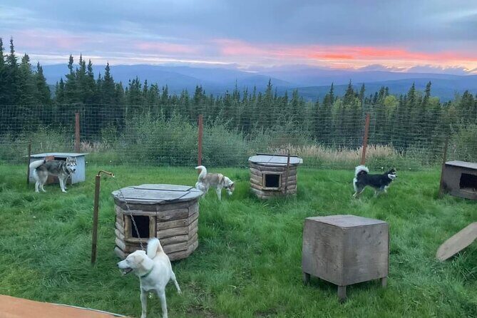 Sluice Box Kennel Experience - Pricing and Value