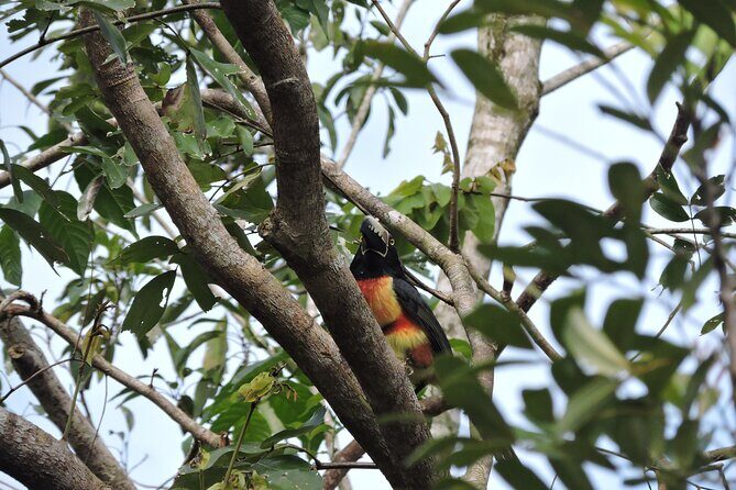 Small-Group Birdwatching Sian Kaan with professional guide - The Sum Up: Why Choose the Sian Kaan Birdwatching Tour?