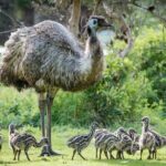 Small-Group Grampians Great Wildlife Escape Day Trip with Hiking - Transportation and Group Size