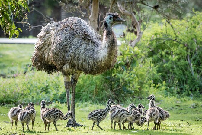 Small-Group Grampians Great Wildlife Escape Day Trip with Hiking - Transportation and Group Size