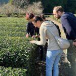 Small Group Japanese Green Tea Tasting in Shizuoka - Who Should Consider This Tour?