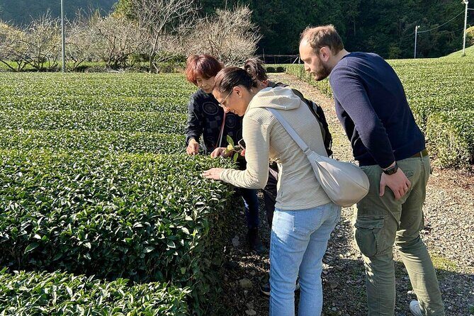 Small Group Japanese Green Tea Tasting in Shizuoka - Who Should Consider This Tour?