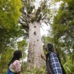 Small-Group Mystical Waipoua Forest Kauri Tour from Auckland - Price, Value, and Considerations