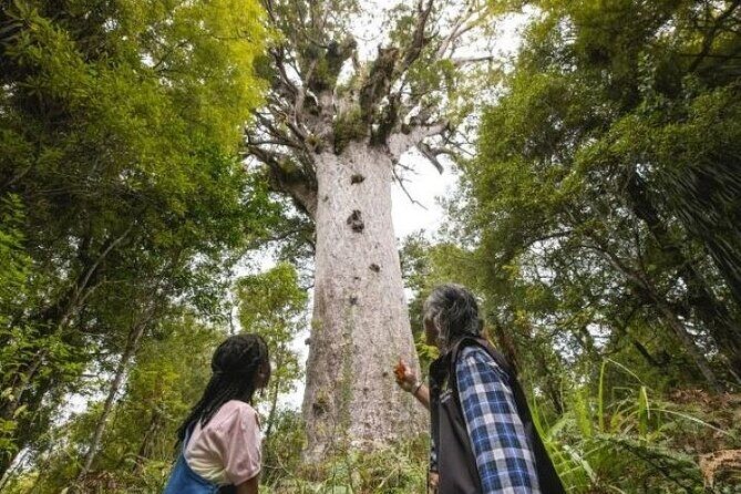 Small-Group Mystical Waipoua Forest Kauri Tour from Auckland - Price, Value, and Considerations