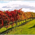 Small group - Napier, Wine and Beer Tour - 5.0 - 5.5 hours - Additional Considerations and Tips