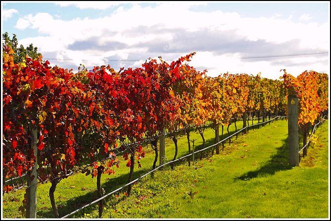 Small group - Napier, Wine and Beer Tour - 5.0 - 5.5 hours - Additional Considerations and Tips