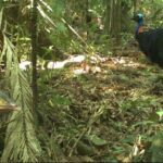 Small-Group Trekking Experience in Daintree National Park - What to Expect from the Guided Trek