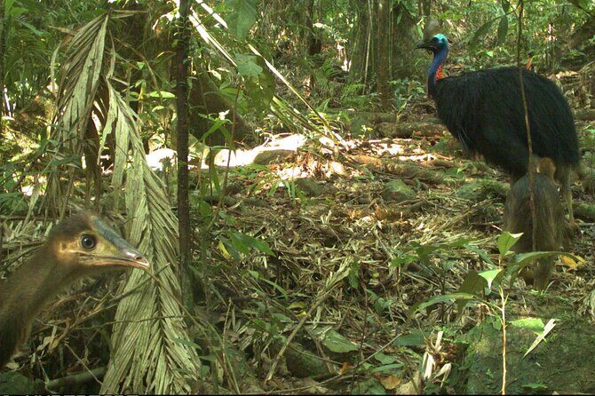 Small-Group Trekking Experience in Daintree National Park - What to Expect from the Guided Trek
