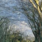 Small Group West Jeju Cherry Blossom and Strawberry Picking Tour - The Value and Practical Aspects