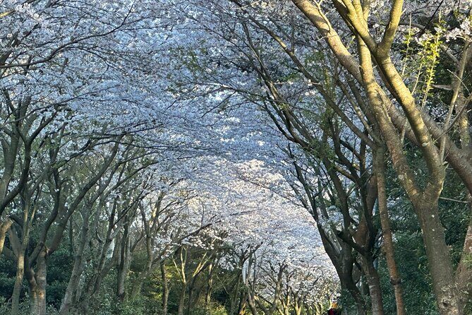 Small Group West Jeju Cherry Blossom and Strawberry Picking Tour - The Value and Practical Aspects