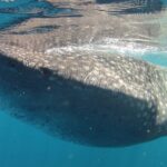 Small-Group Whale Shark and Snorkeling Tour from Cancun - Authentic Insights from Reviews