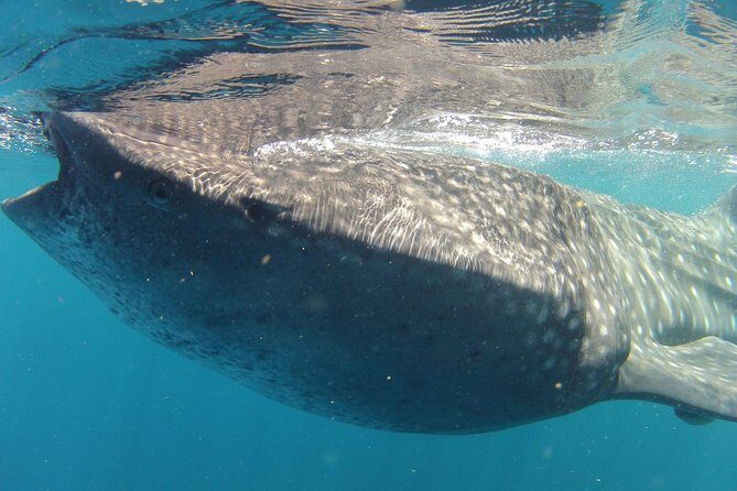 Small-Group Whale Shark and Snorkeling Tour from Cancun - Authentic Insights from Reviews