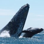 Small-Group Whale Watching Zodiac Boat Cruise in Cabo San Lucas - Who Will Love This Tour?
