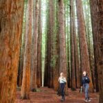 Small Group Yarra Valley: Redwoods Forest & Premium Wine Tour - Walking Among California Redwoods